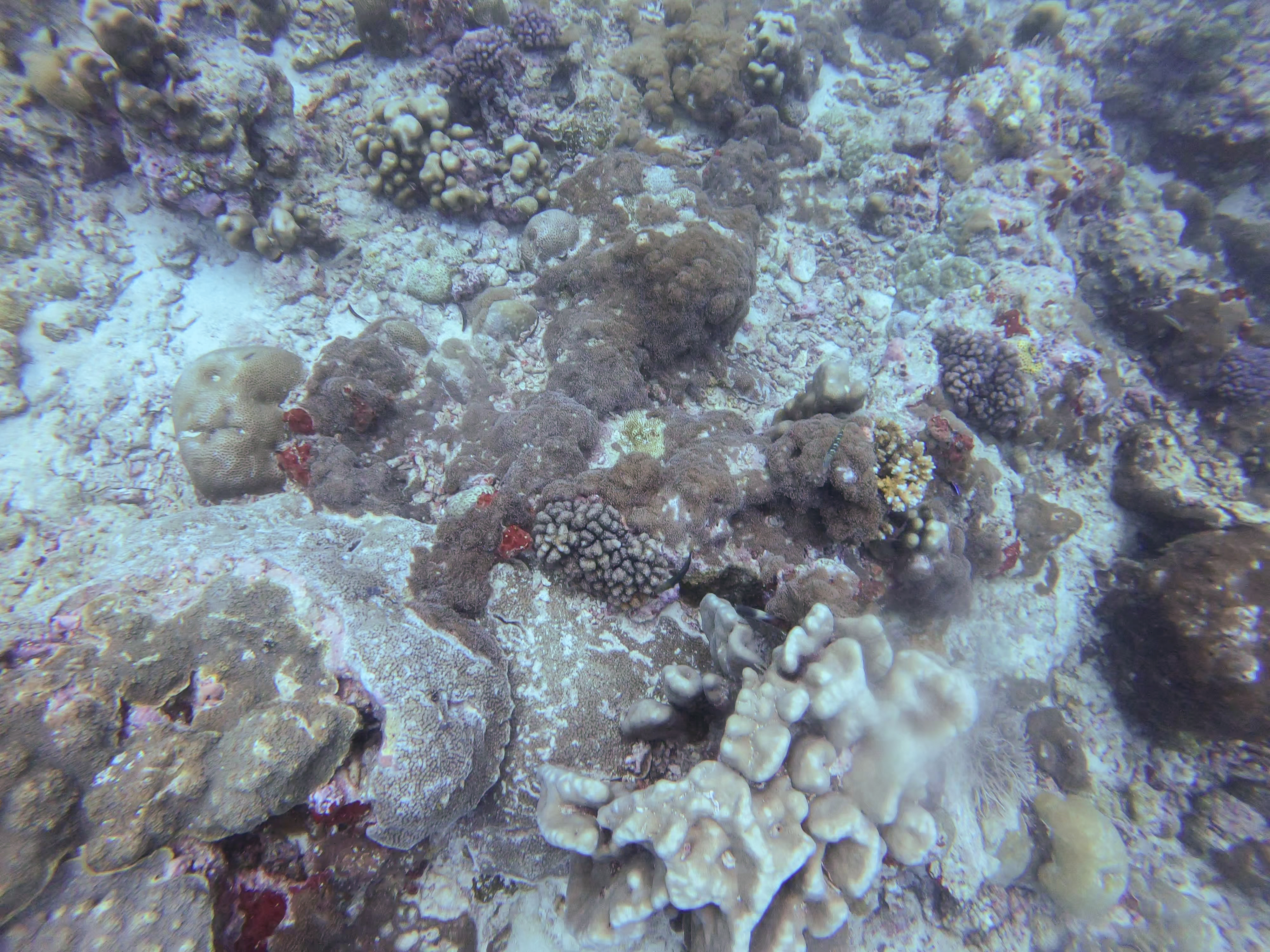 coral Object Detection Model by MERG