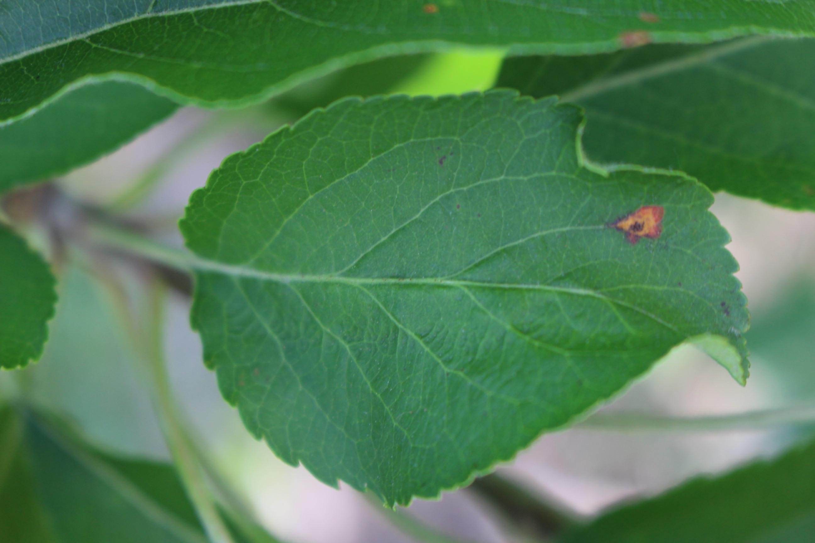 Plantclassification Classification Model By Cvprojects 7095