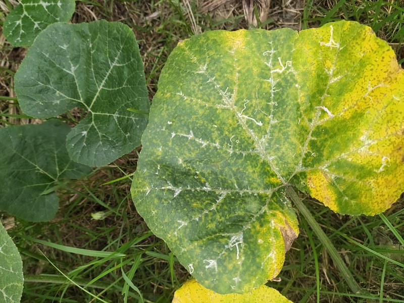 squash_detector101 Object Detection Dataset by gazaur