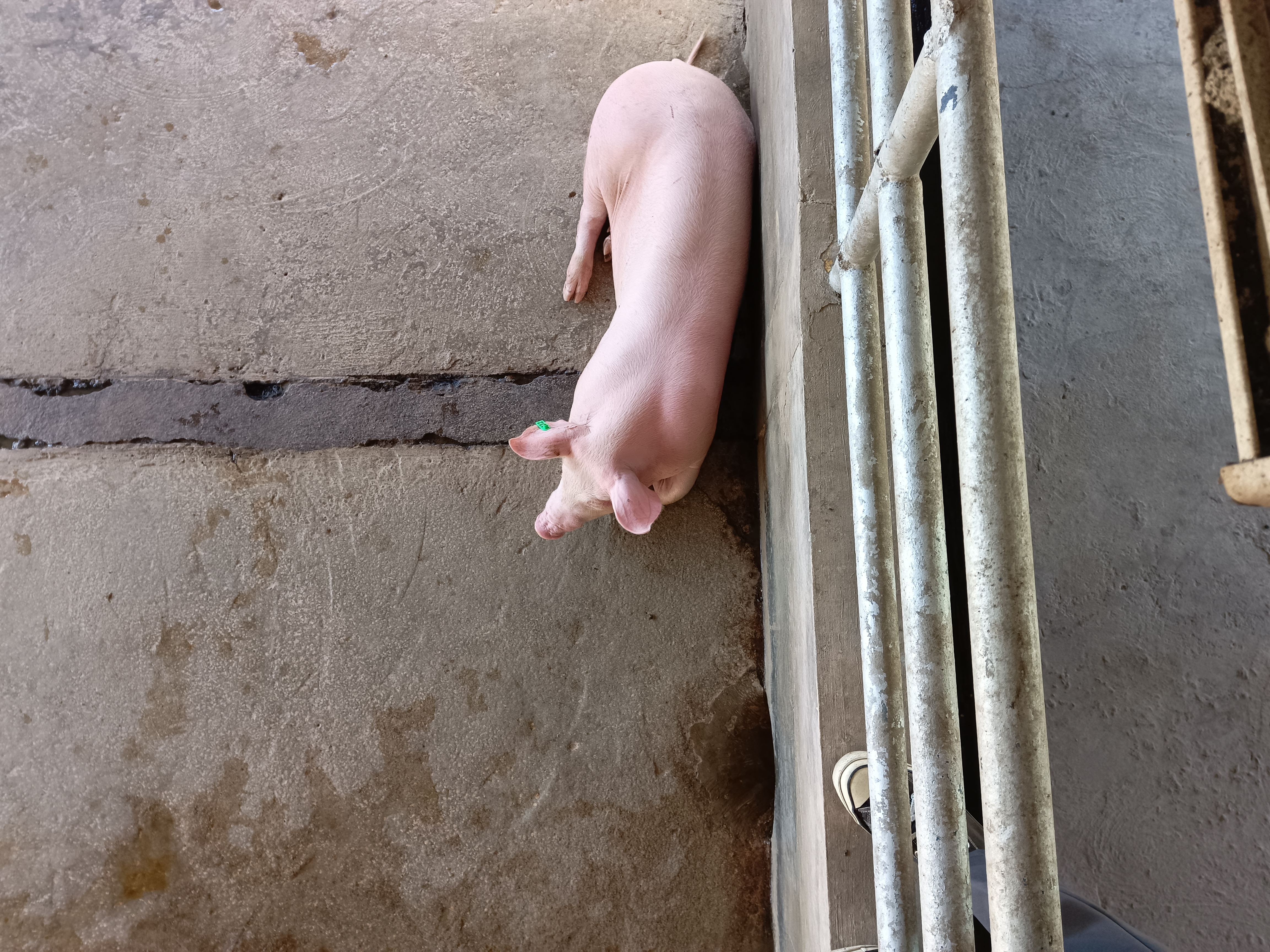 pigs-keypoint-detection-task001 Keypoint Detection Model by pigsdataset