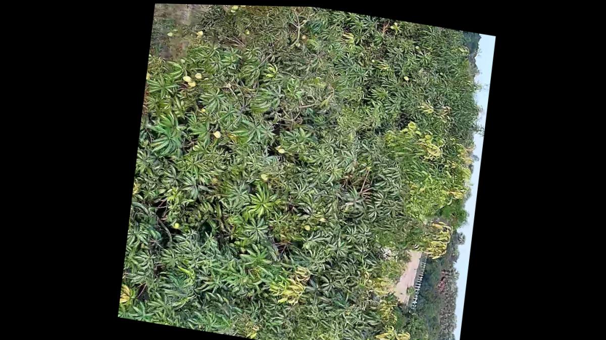 Mango Detection Object Detection Dataset And Pre Trained Model By Vehicle