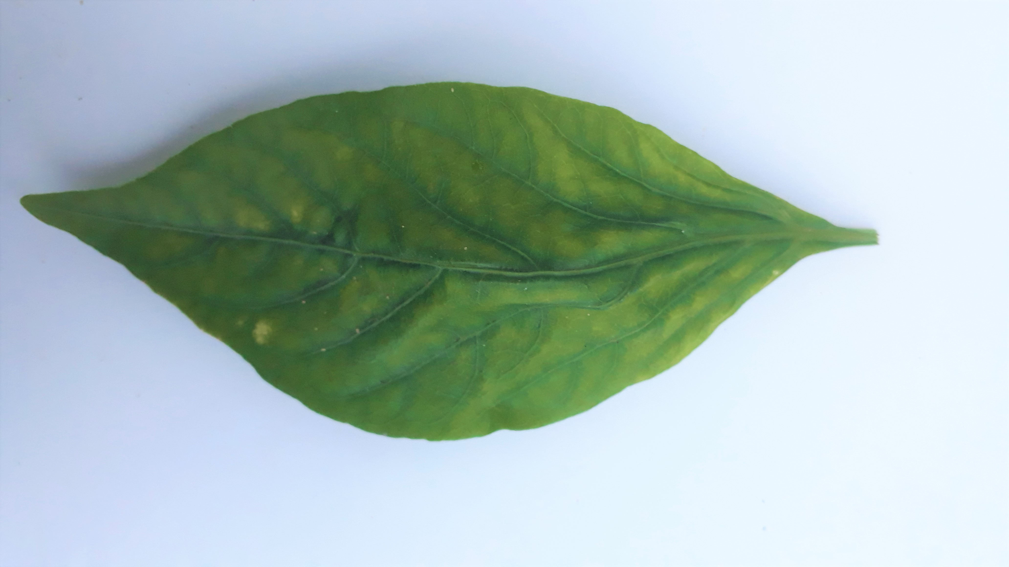 PEST AND LEAF DISEASES Object Detection Dataset by VITAP UNIVERSITY
