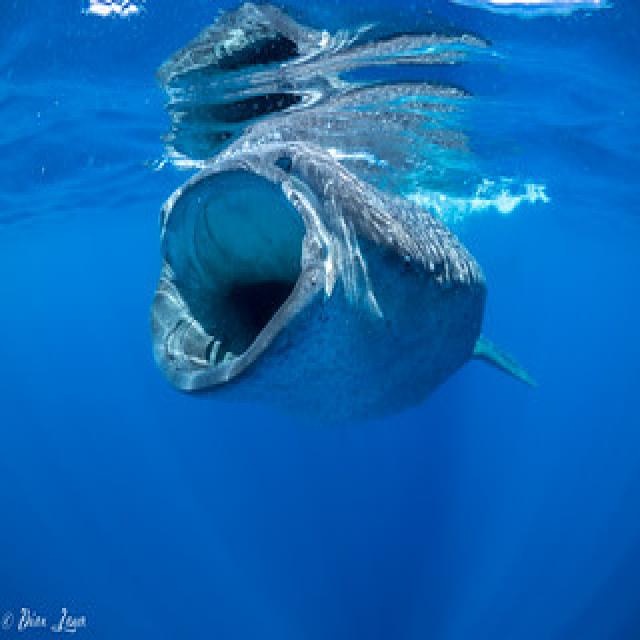 Crack Object Detection Dataset and Pre-Trained Model by BOT