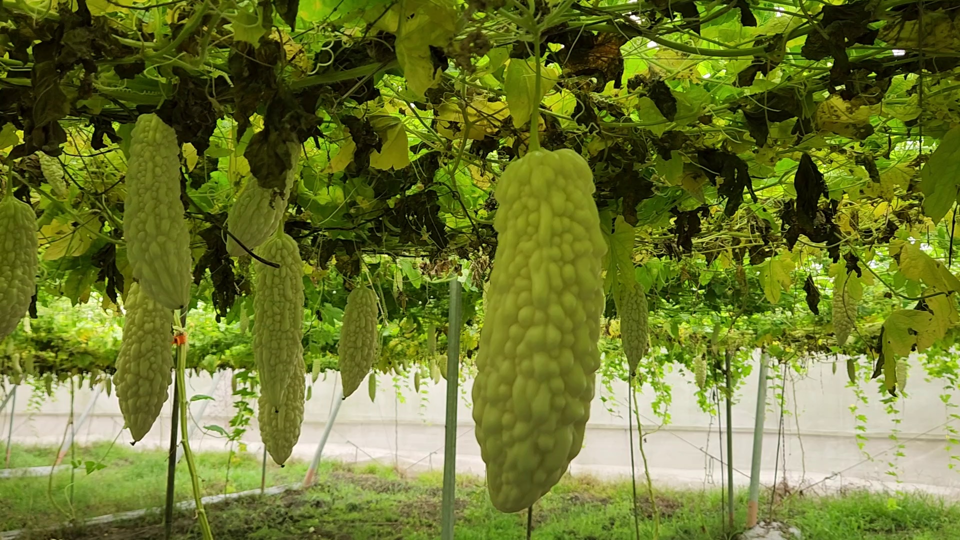 White Jade Bitter Melon 0715 Object Detection Dataset by Momordica charantia