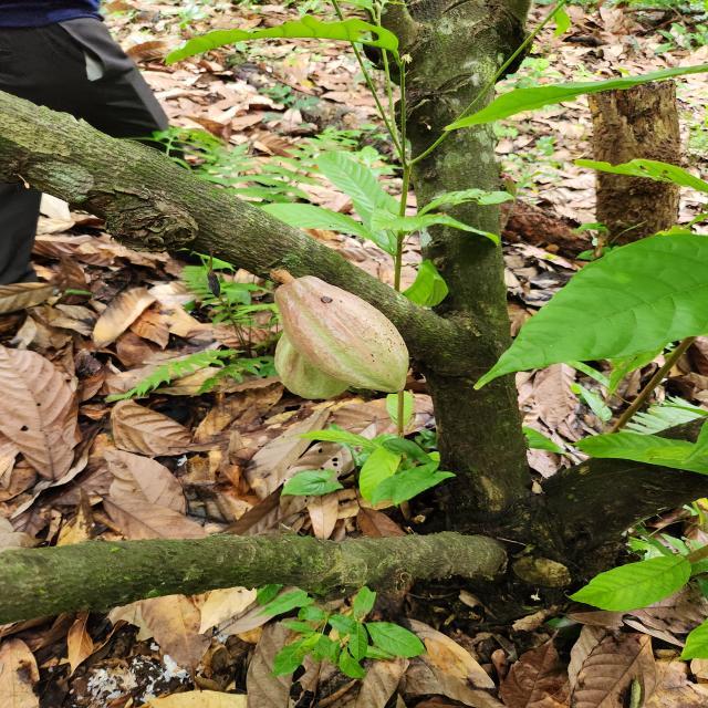 Cocoa Disease Object Detection Dataset And Pre Trained Model By Tesis3