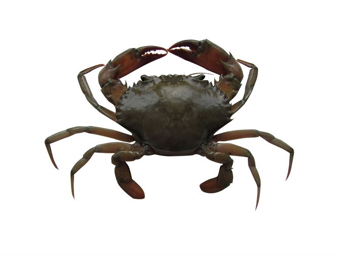 Scylla Crab Detection Object Detection Model by Scylla Crab Detection