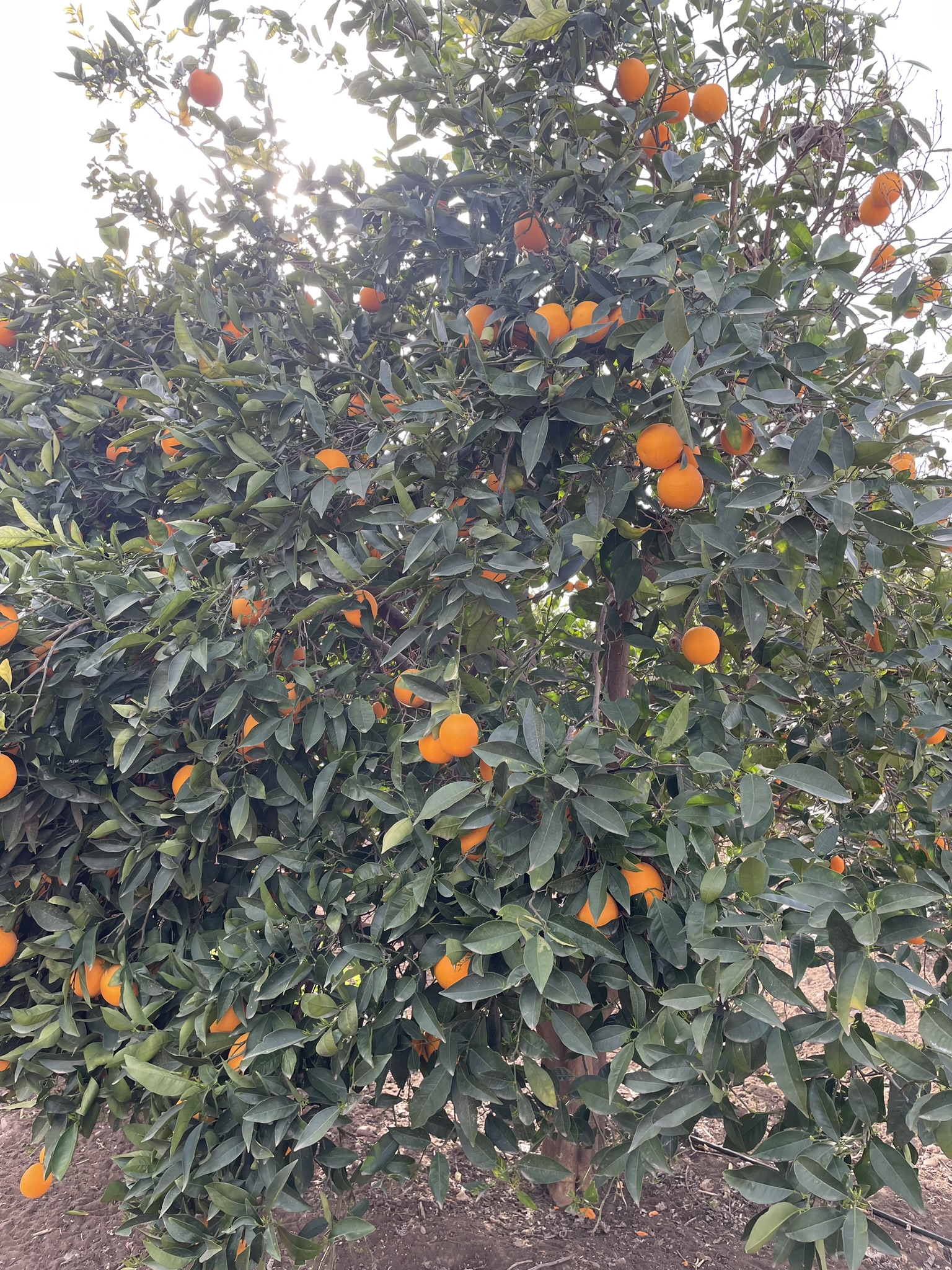 Orange Trees Object Detection Dataset by Cyprus International University