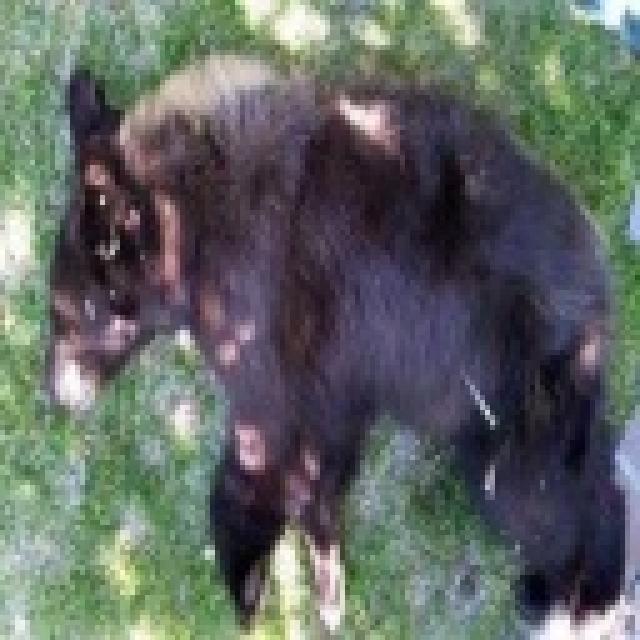 final_animal Object Detection Model by wildlife