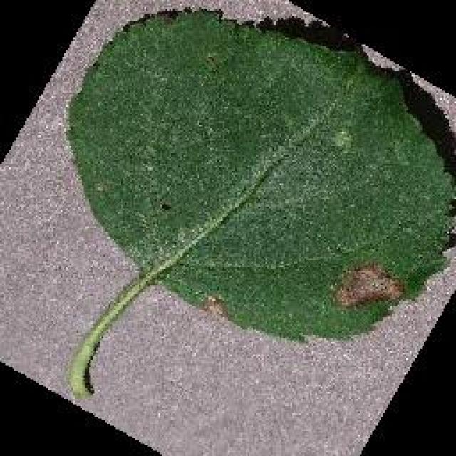 plant leaf disease Object Detection Dataset by allu