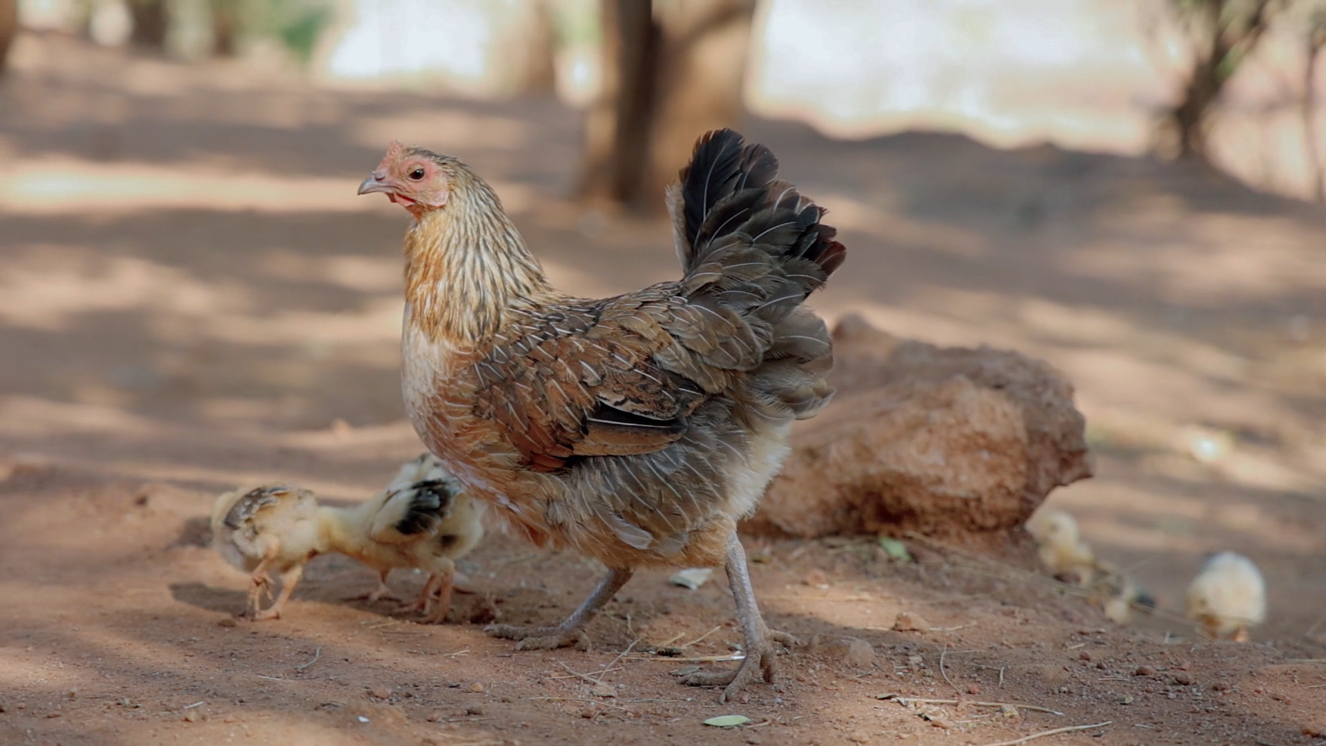 Detect_Chicken Object Detection Dataset and Pre-Trained Model by ChickenPoseTeam