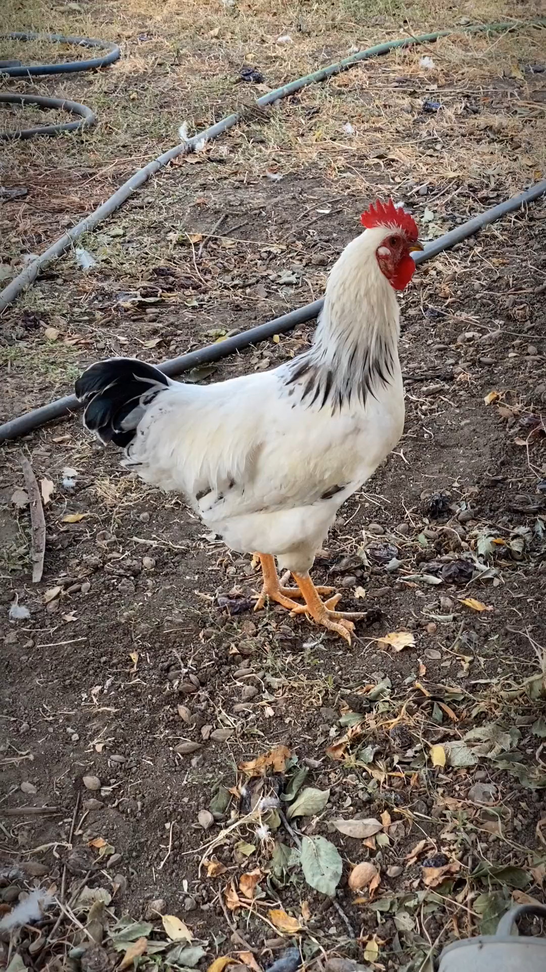 Chicken Keypoint Detection Dataset and Pre-Trained Model by ChickenPoseTeam