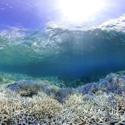 Coral Reef Health Monitoring Object Detection Model by Jay