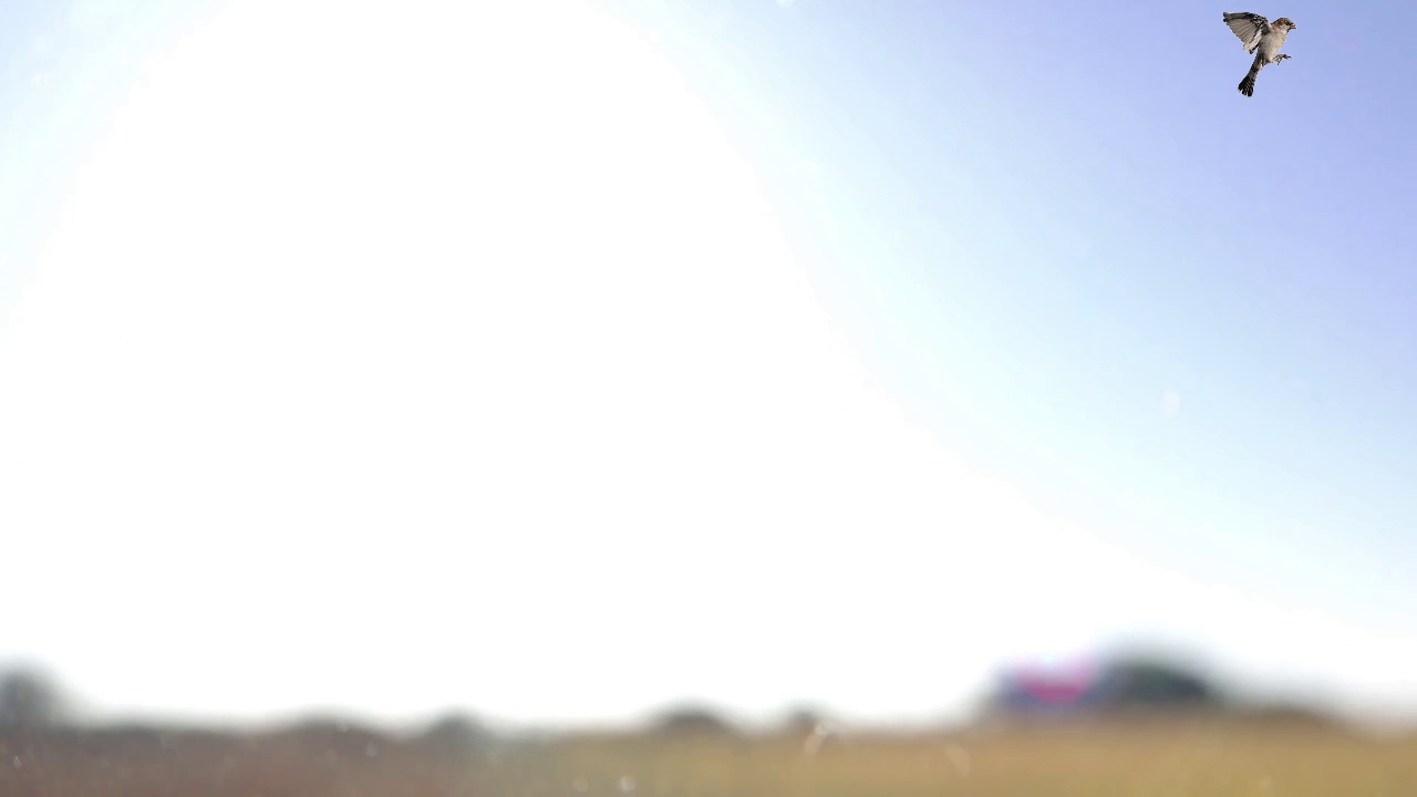 bird-jowar-fields Object Detection Dataset by birddetection