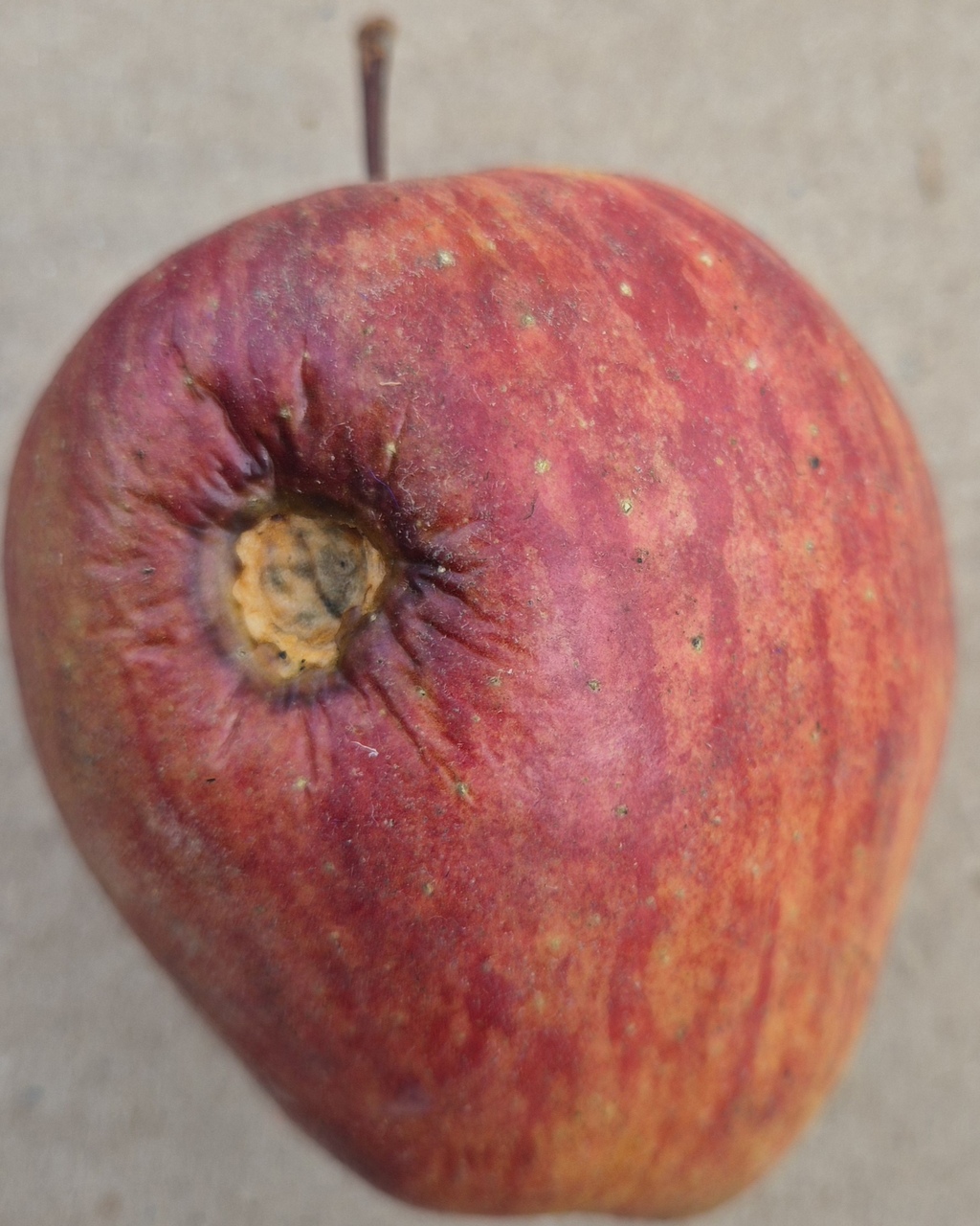 Apple_Test_VMT-1:1 Object Detection Model by ASAIES