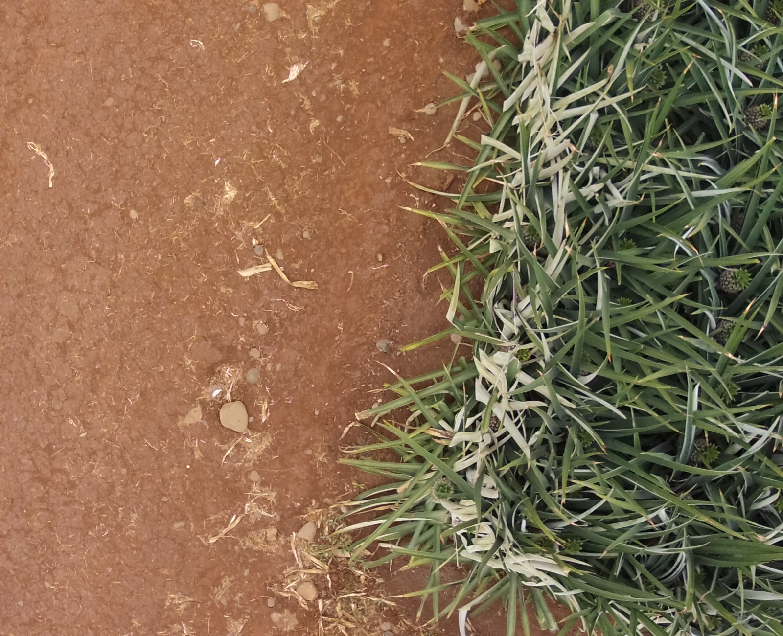 pineapple_v1 Object Detection Dataset by Manfred Gonzalez-Hernandez