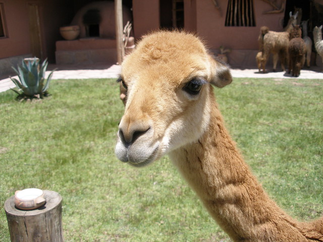 Detect Alpaca Object Detection Dataset And Pre Trained Model By Alex Day