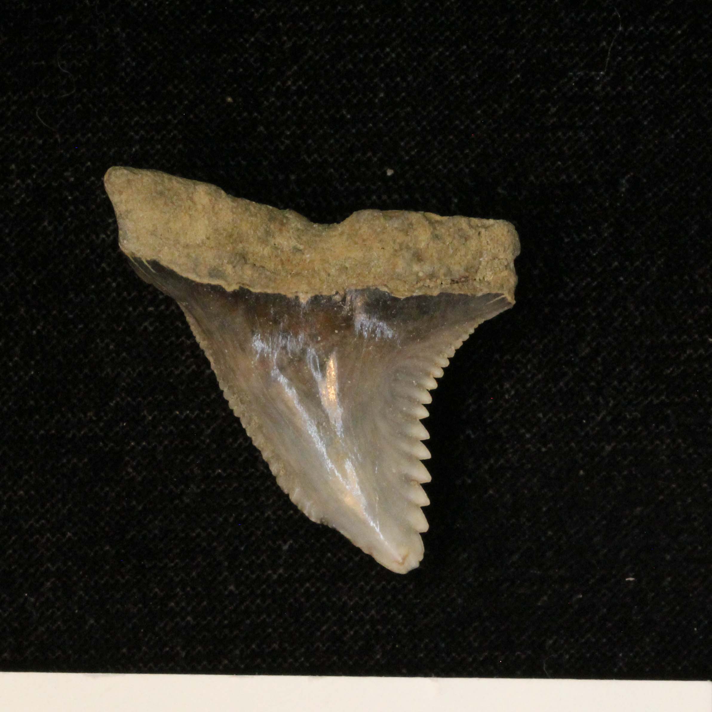 identify shark teeth Object Detection Model by Erins Workspace