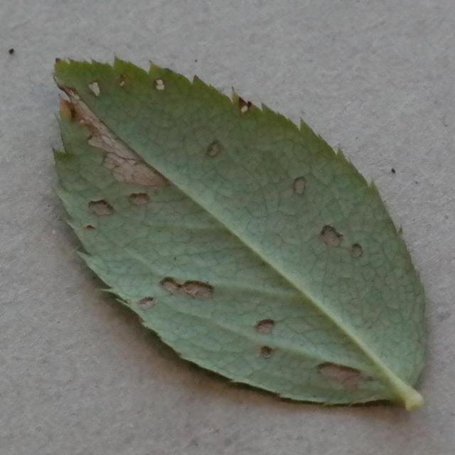 leaves Object Detection Dataset and Pre-Trained Model by yolov5