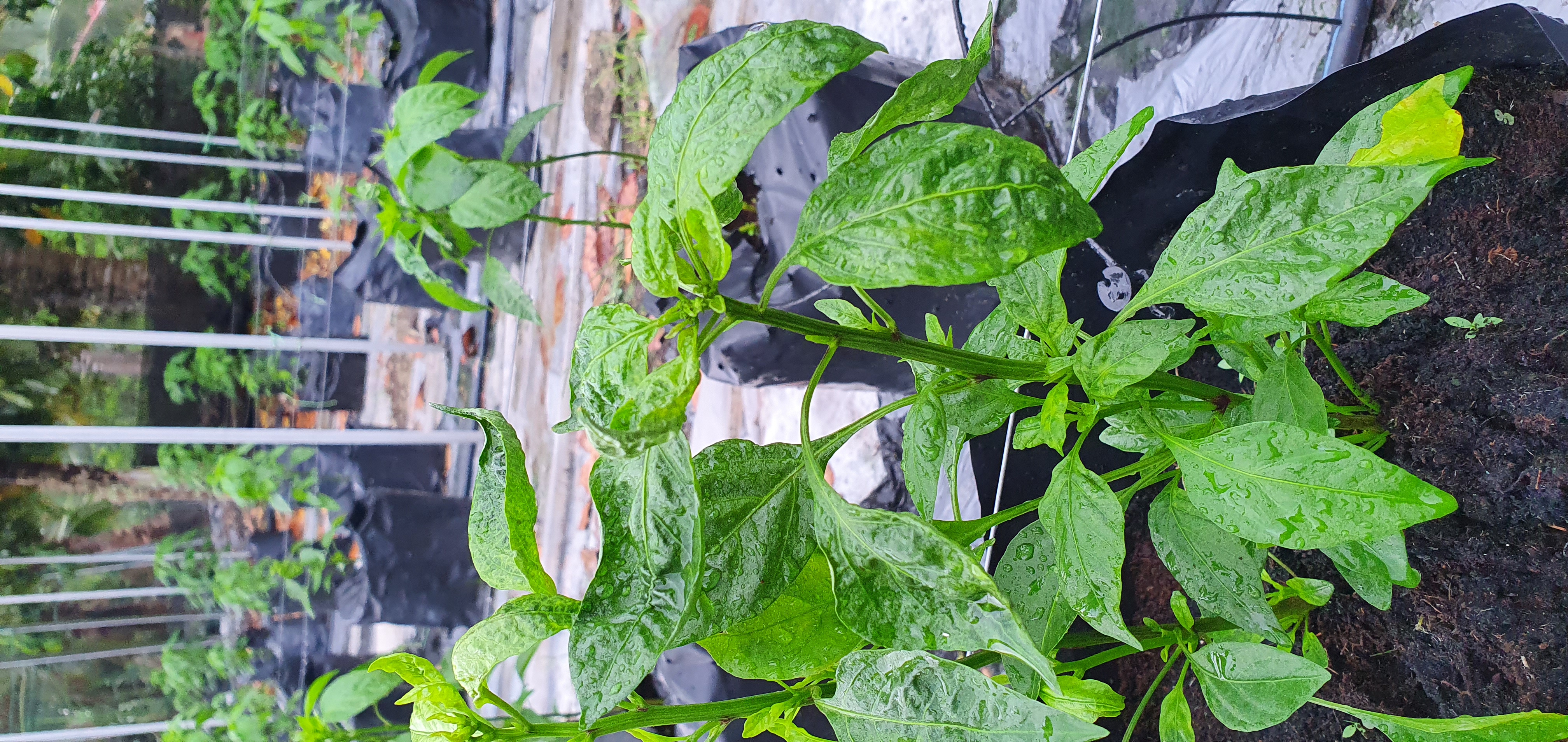 faster rcnn training Object Detection Model by faster rcnn 90 10