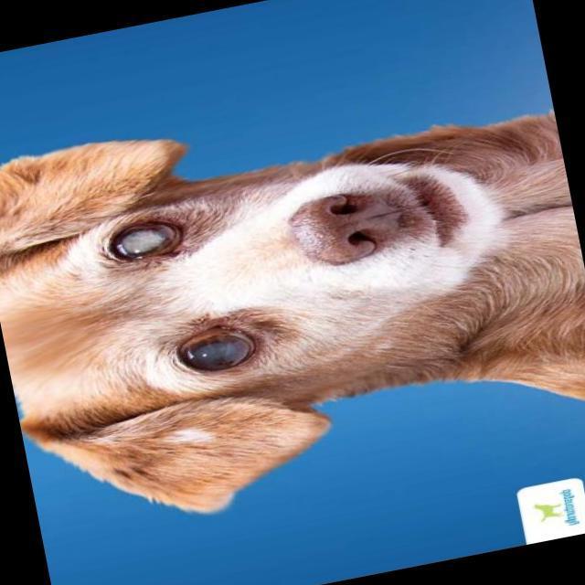 dog-diseases Object Detection Dataset by thyhuong