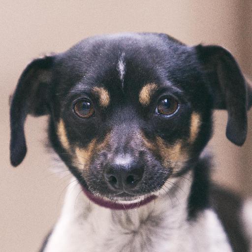 animal detection Object Detection Dataset by TP