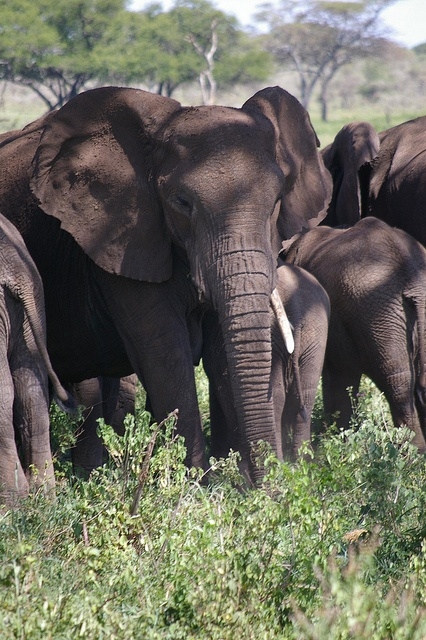 elephant (elephant-fwkoz) - Roboflow Universe