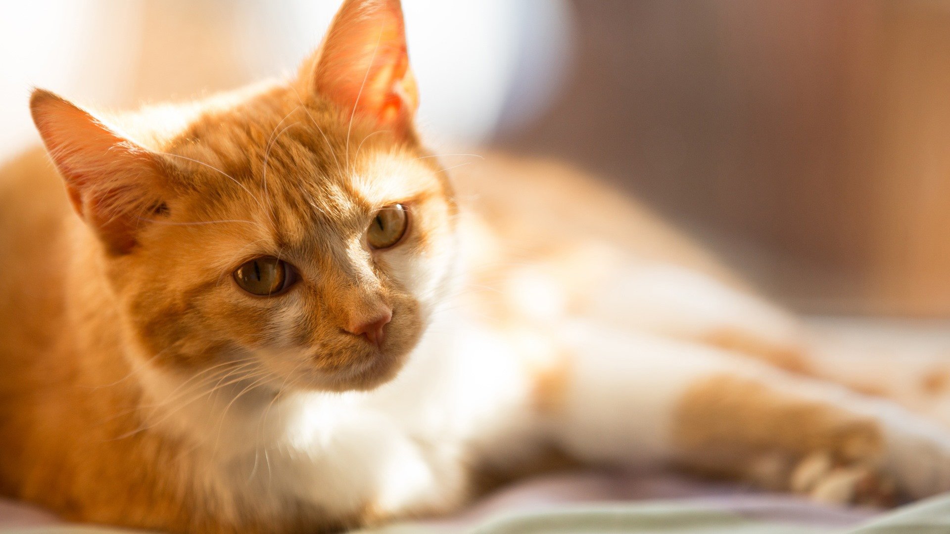 Zoo snap_ Object Detection Model by Zoo