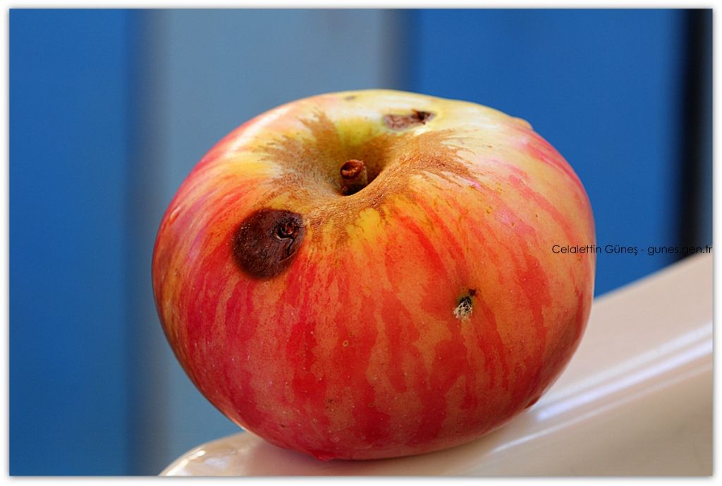 Hasarlı_Elma Instance Segmentation Dataset by Bitirme 1