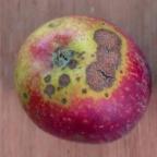 Bitirme_Projesi Object Detection Dataset and Pre-Trained Model by Bitirme 1