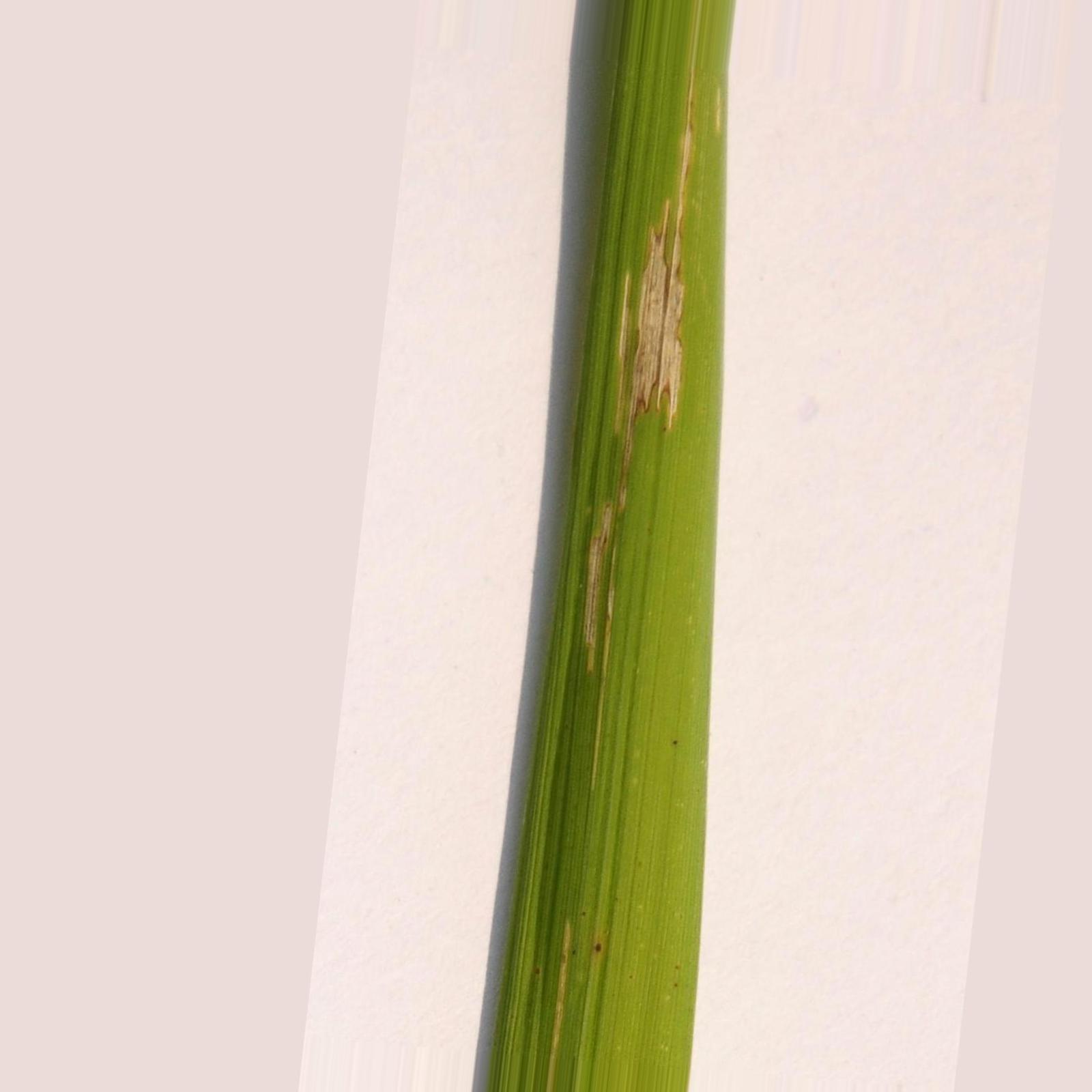 Rice-Leaf-Disease Instance Segmentation Dataset by RezaRedo