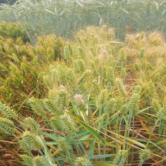 projet_seyd Instance Segmentation Dataset by Jno