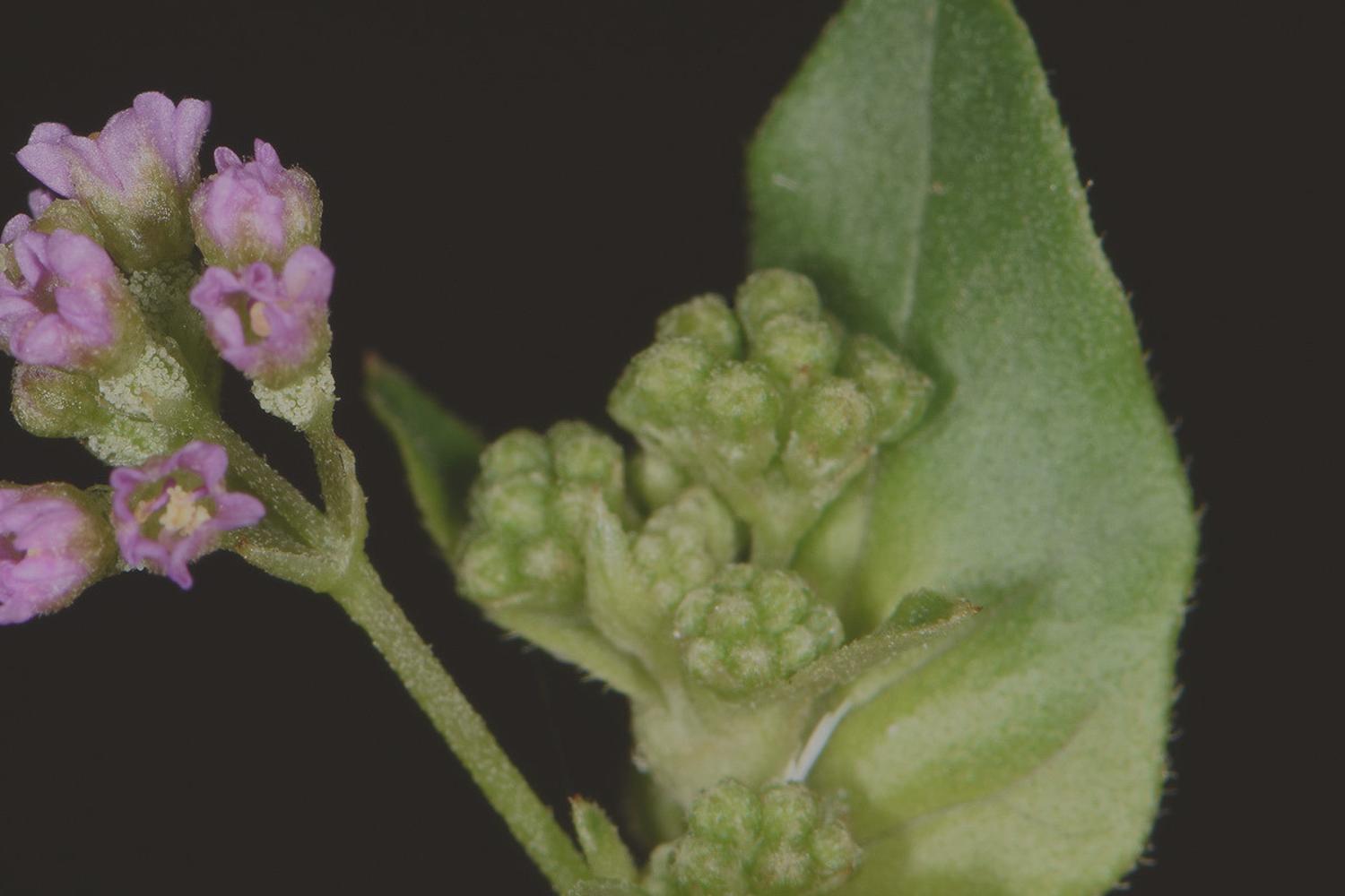 plant identification Classification Dataset (v5, 2024-11-14 2:30pm) by ...