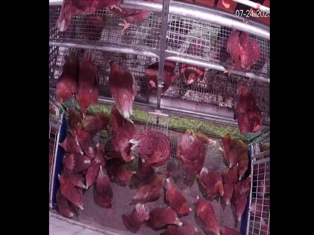 Cropped Hens Data 2 Object Detection Dataset And Pre Trained Model By Msu Smart Agriculture