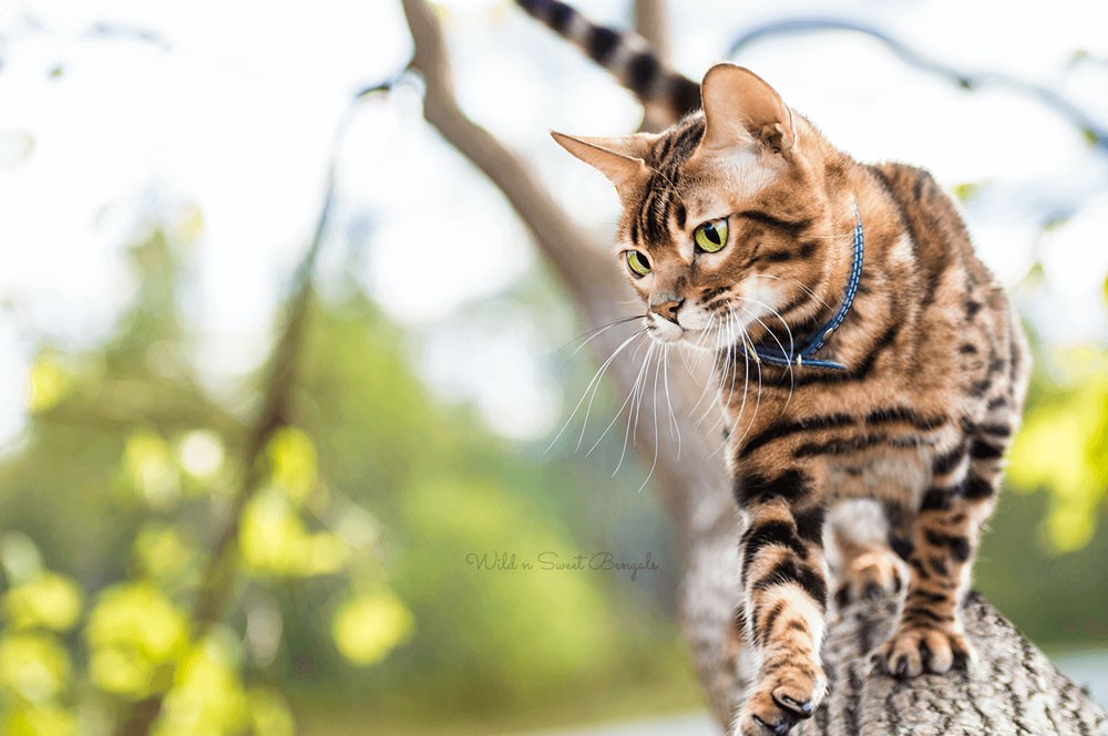 Cat Breeds Object Detection Dataset V2 Trail Version 1 By Computer Vision