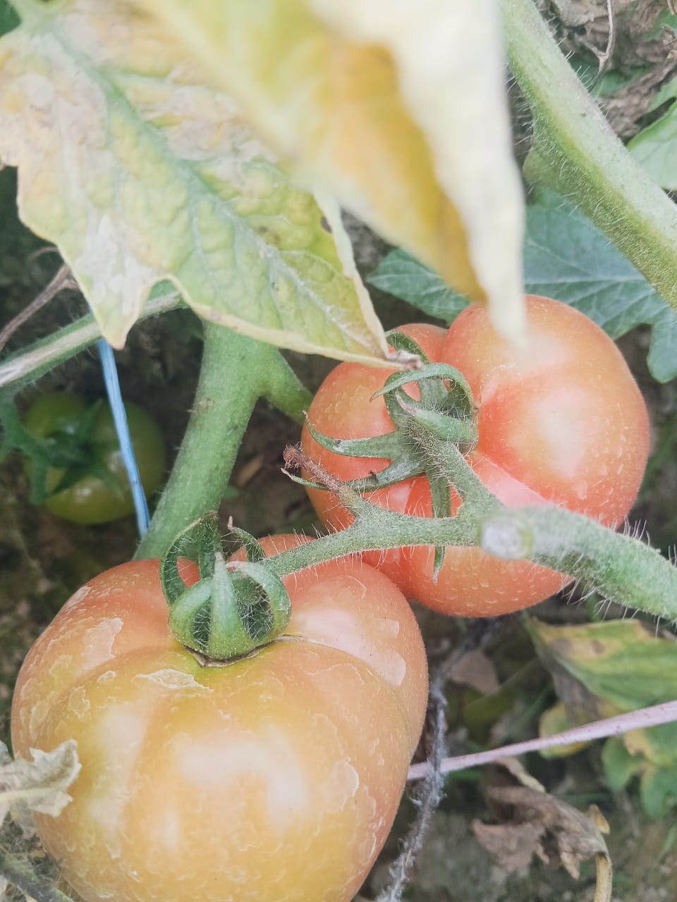 Thesis1 Object Detection Dataset by Thesis Project