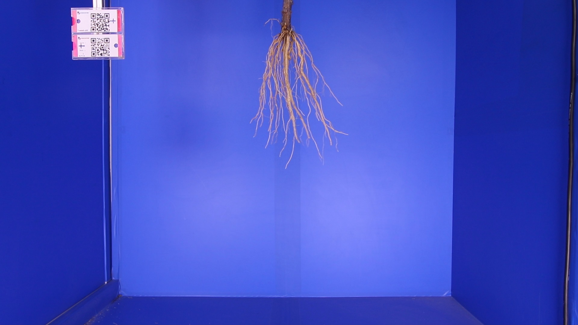 Cassava Roots Object Detection Dataset By Masters Thesis
