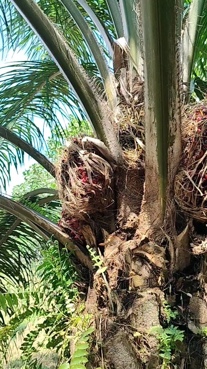 Aura Palm Oil Detection Instance Segmentation Dataset And Pre Trained