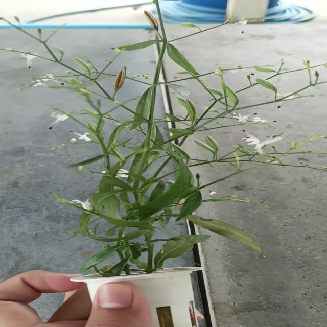 sumdata-3-1-NO-AUGMENT-ONLY-REALDATA Object Detection Model by SUM DATA