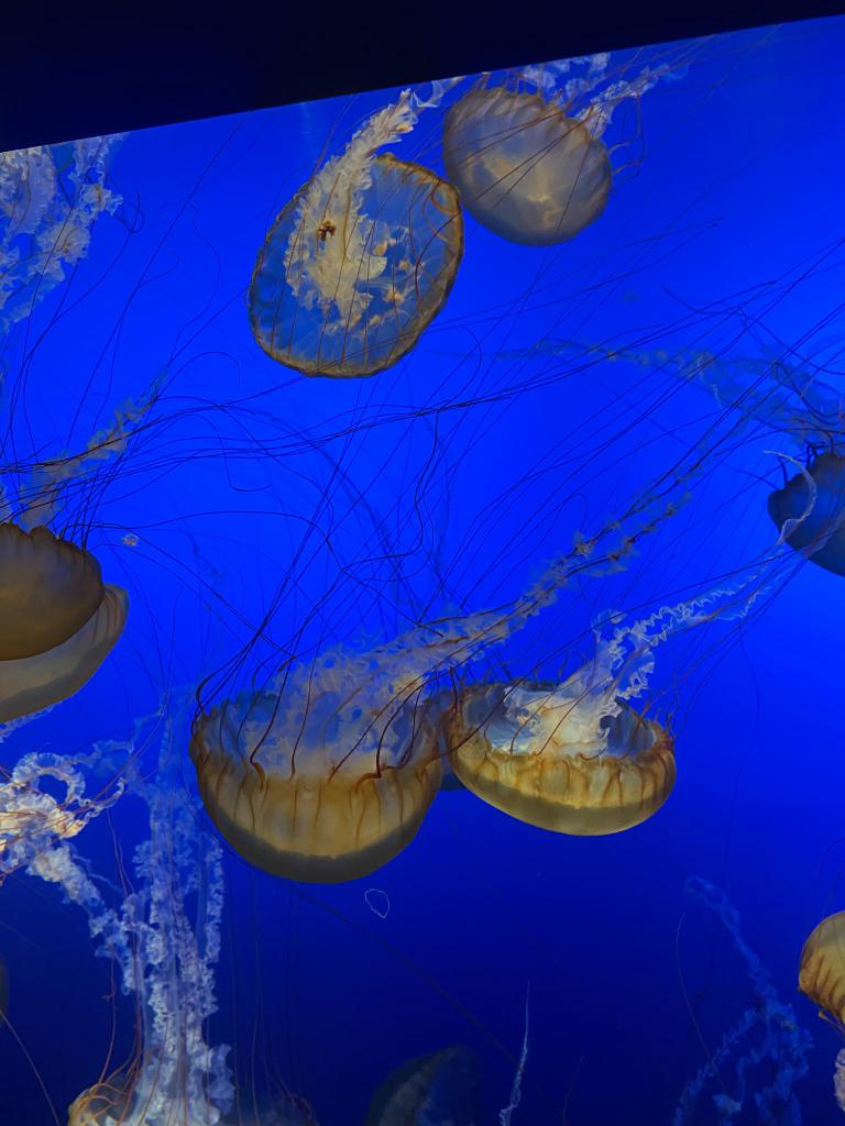 Orangewood Labs Devesh - Roboflow Universe