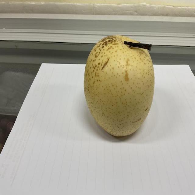 Pear Object Detection Model By Ching