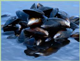 Mussel Detection Object Detection Dataset by projects