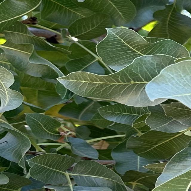 Leaves Instance Segmentation Dataset by CDEI