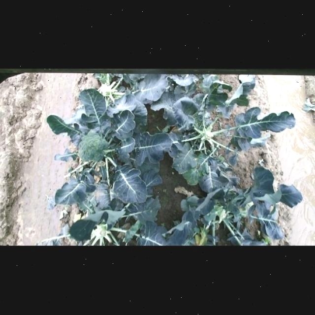 Broccoli Instance Segmentation Dataset by CDEI