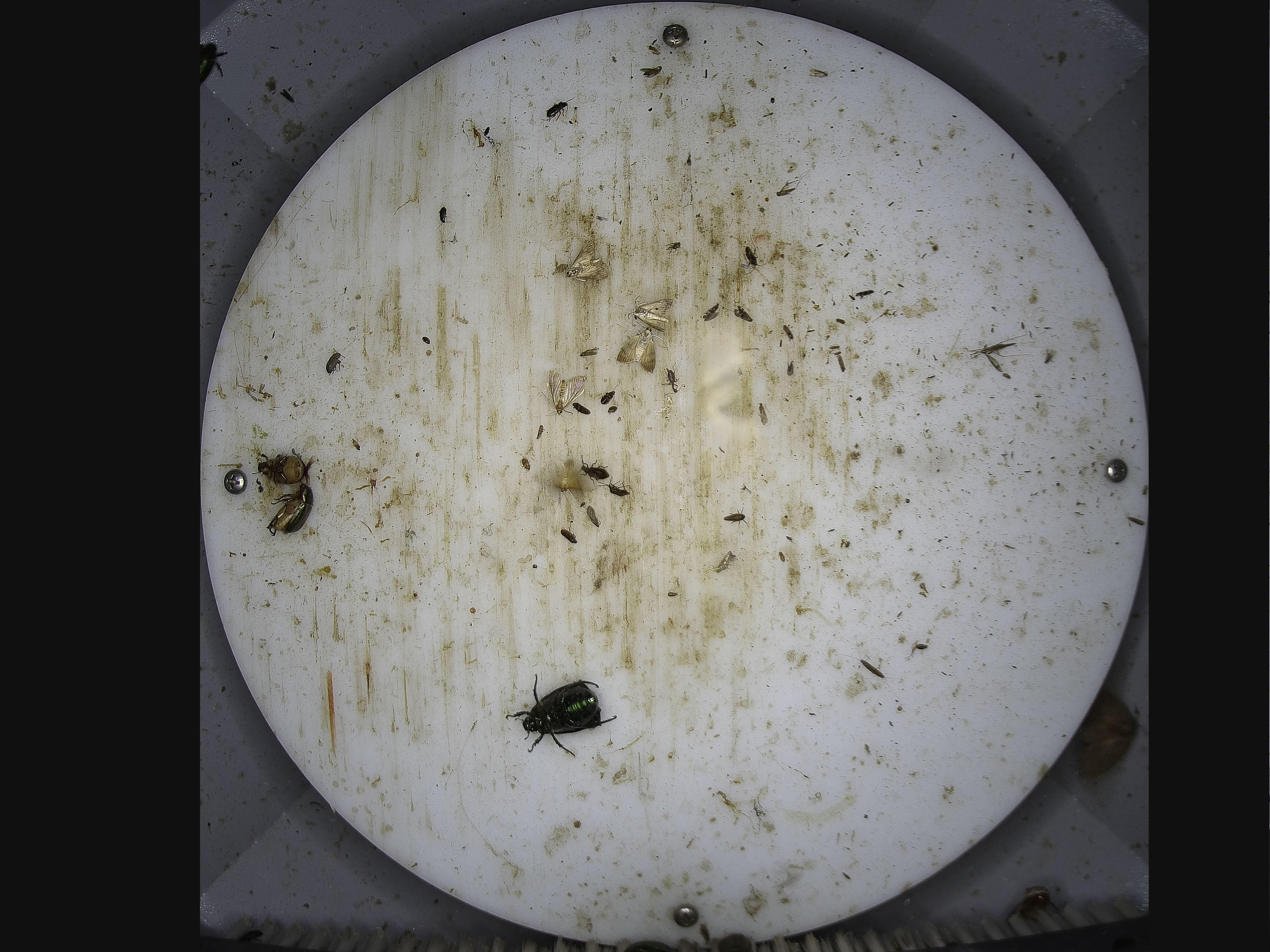 Insects Identification Object Detection Dataset And Pre Trained Model By Insects Identification