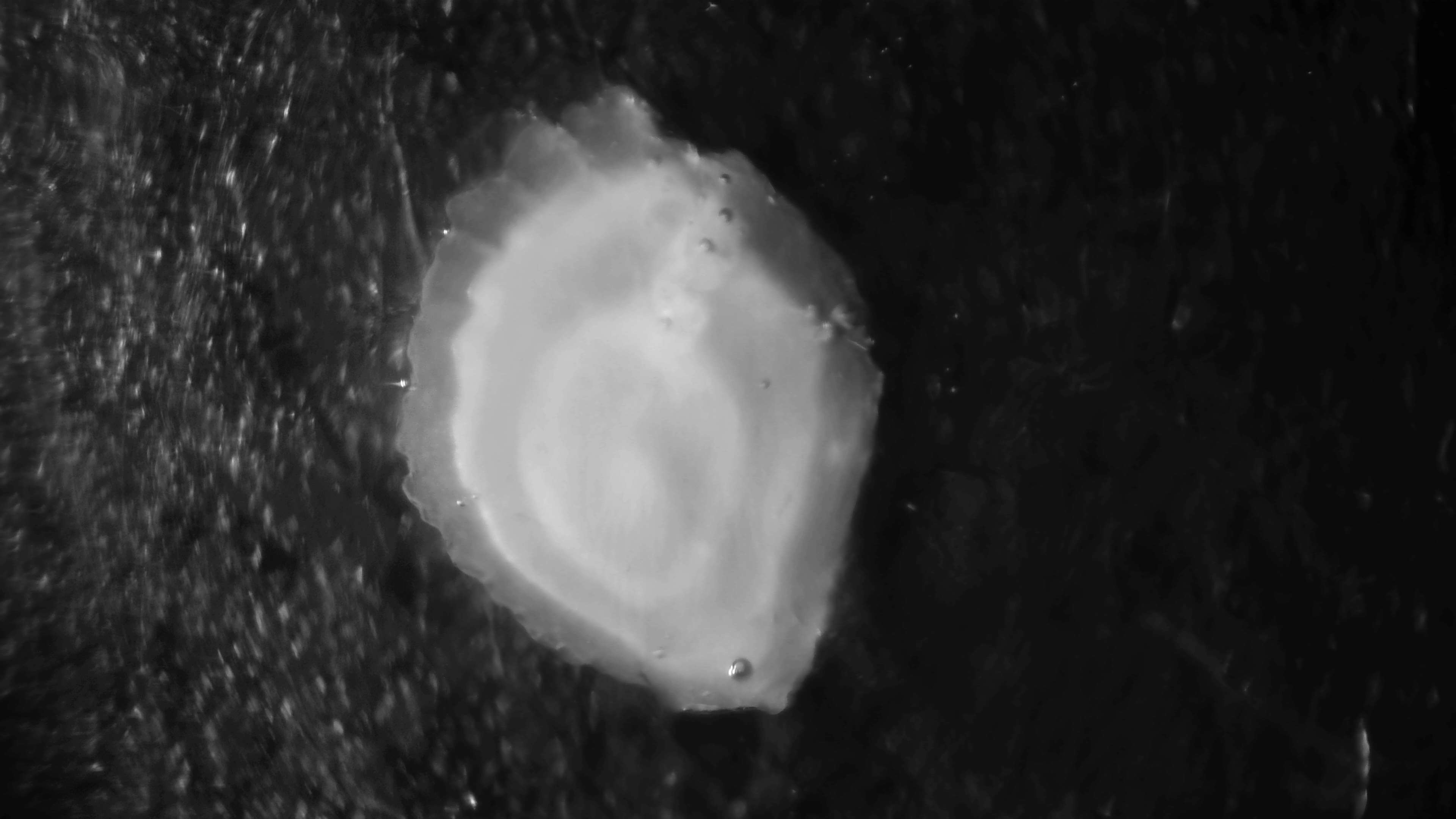 Artem (artem-dwrfe) - Roboflow Universe