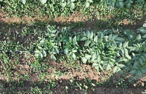 Weed Detection Object Detection Dataset By Potatao Weeds