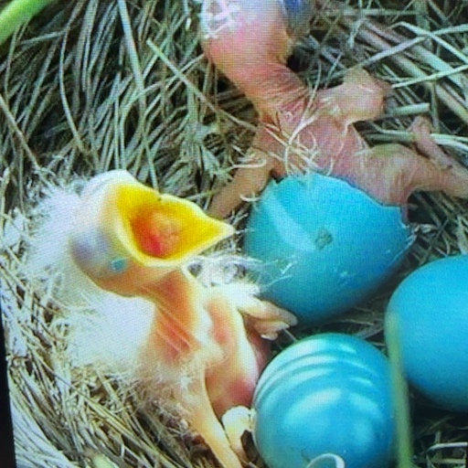 bird-nest Object Detection Dataset and Pre-Trained Model by GroveAI