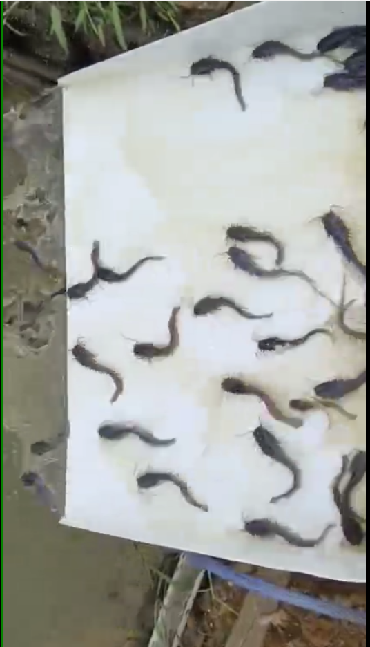 How to Use the Object Counter Object Detection API