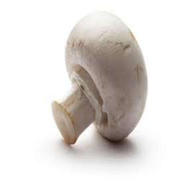 White Mushroom Object Detection Dataset By Graduation Project