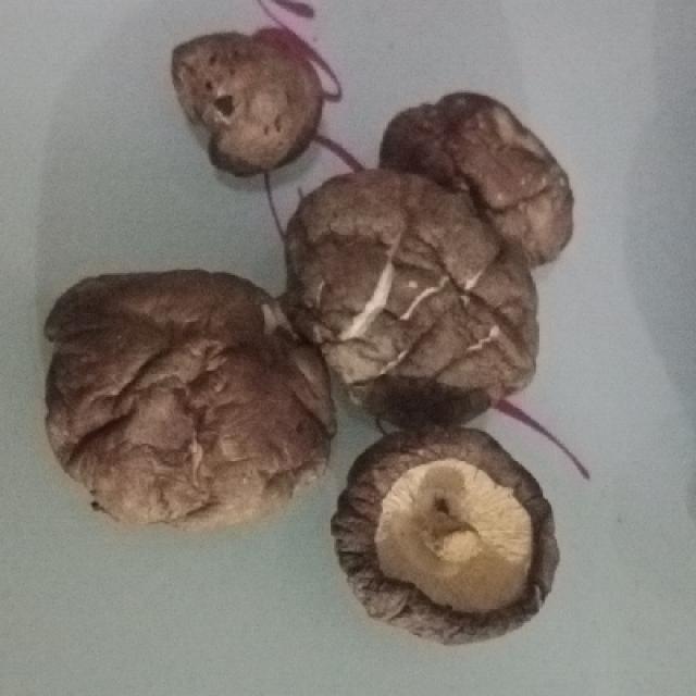 Shiitake Mushroom Object Detection Dataset By Graduation Project